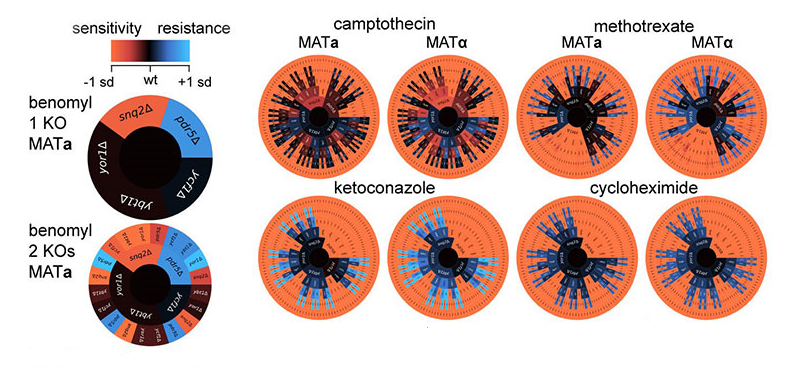 New study from LTRI uses yeast to examine how genes work together in ...