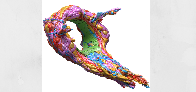 Why a tiny worm’s brain development could shed light on human thinking ...